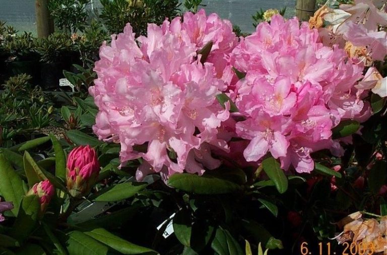 R. 'Jodie King' - New Zealand Rhododendron Association