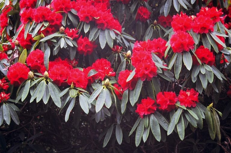 R. 'Kaponga' - New Zealand Rhododendron Association